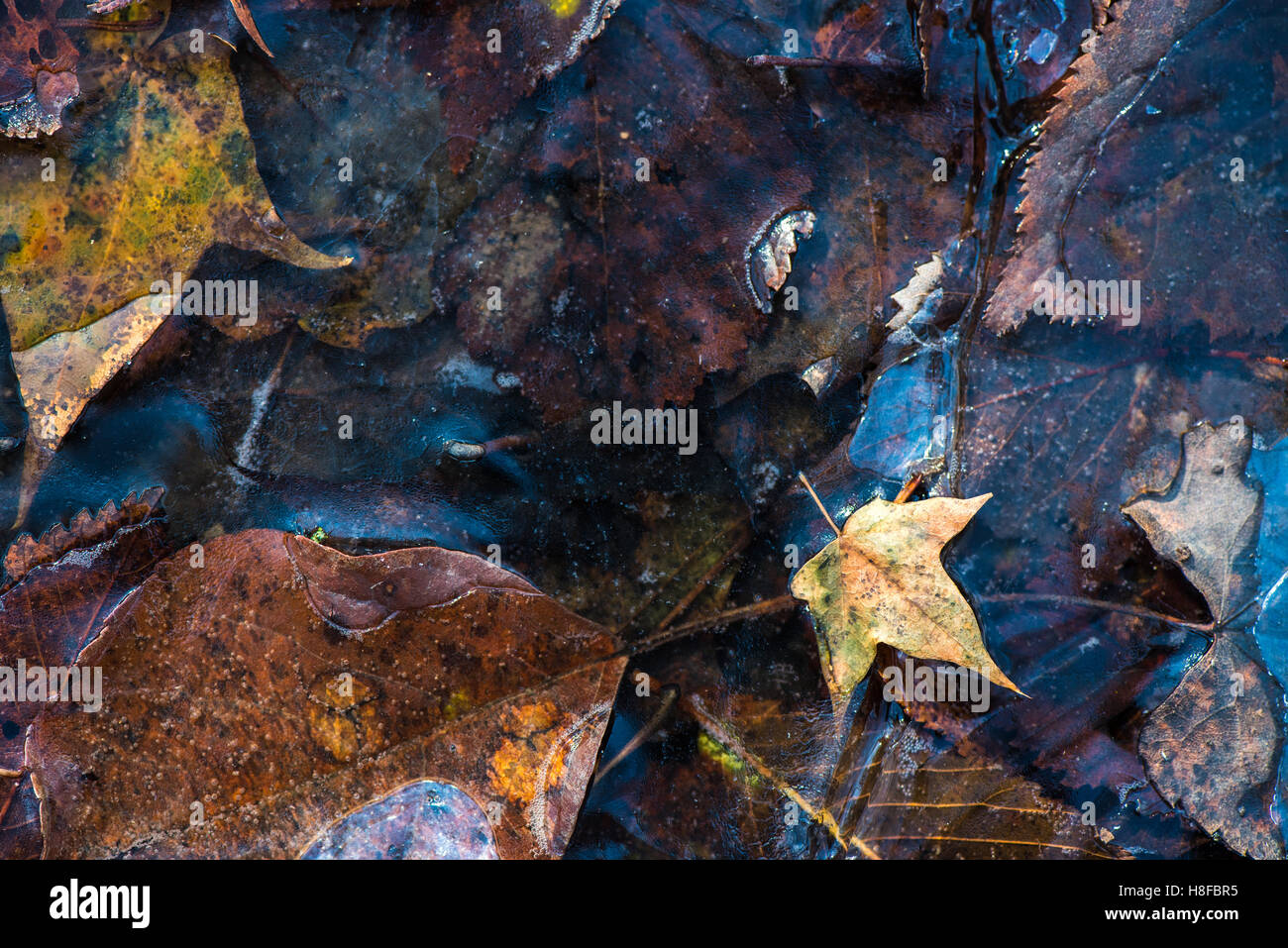 frozen autumn leaves Stock Photo - Alamy