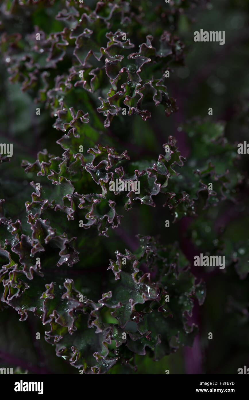 Redbor kale hi-res stock photography and images - Alamy