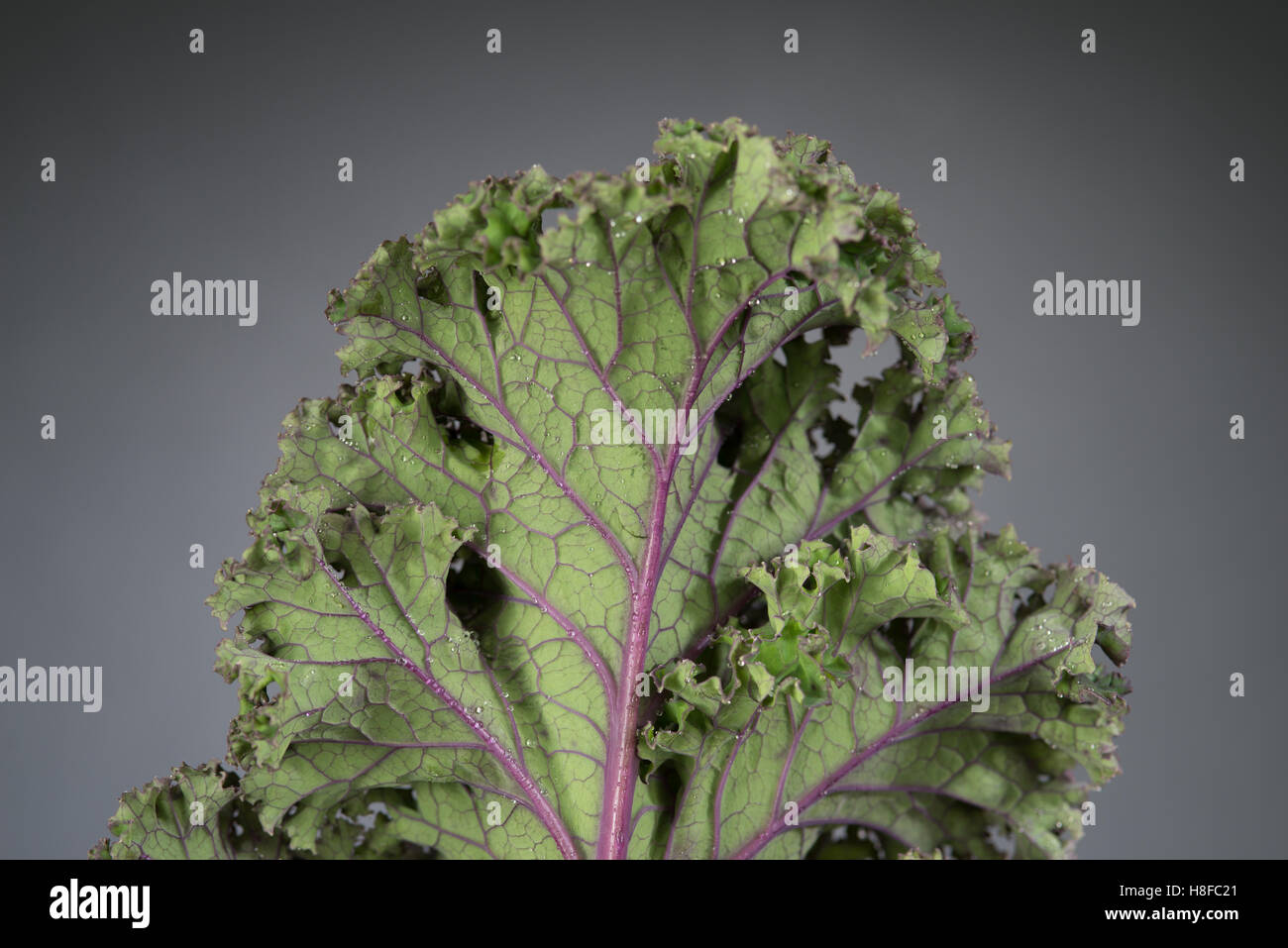 Single curly kale leaf on a gradient gray background Stock Photo - Alamy