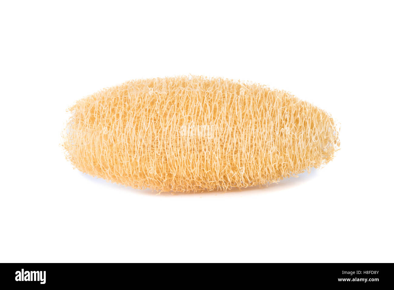 Dry Luffa, luffa sponge on white background, isolated with soft shadow ...