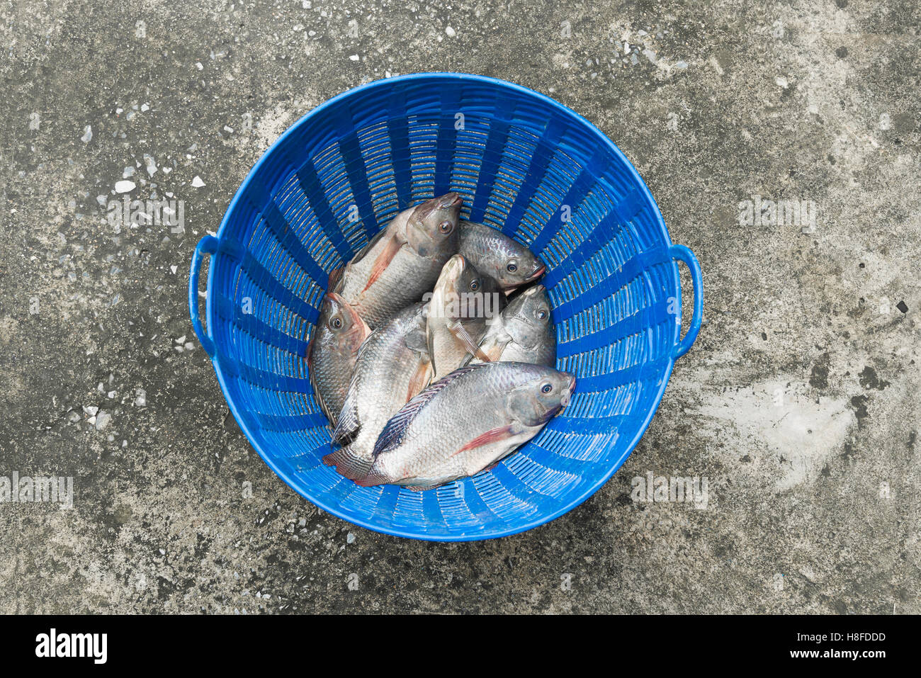 Mango fish dead hi-res stock photography and images - Alamy