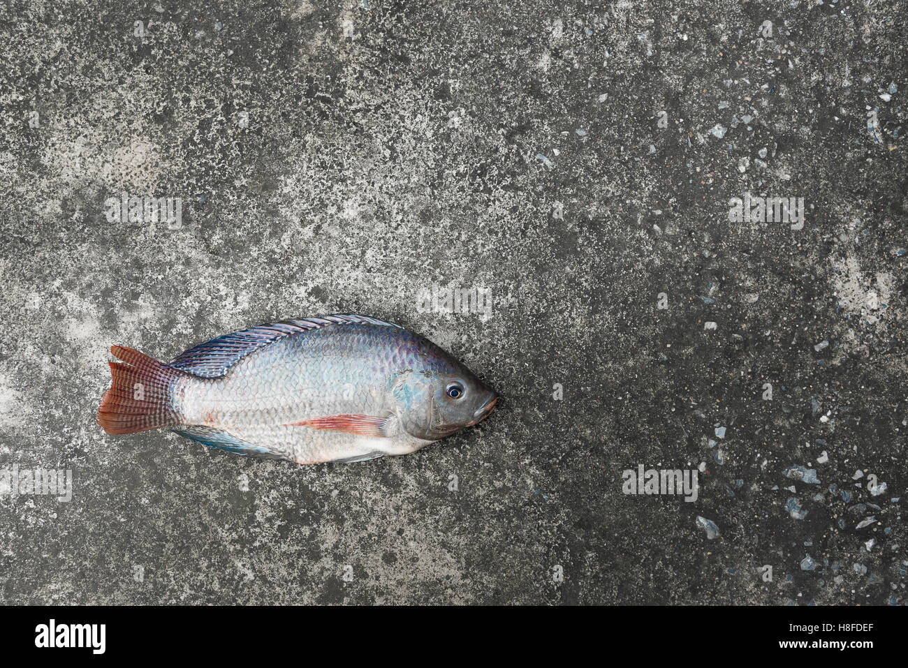Mango fish dead hi-res stock photography and images - Alamy