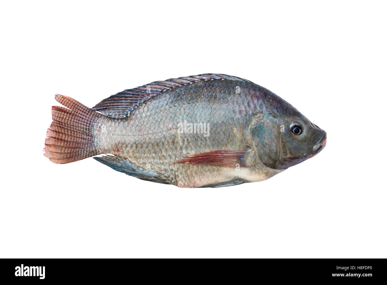Tilapia and Nile tilapia (known as Mango fish, Nilotica) ,fresh ...
