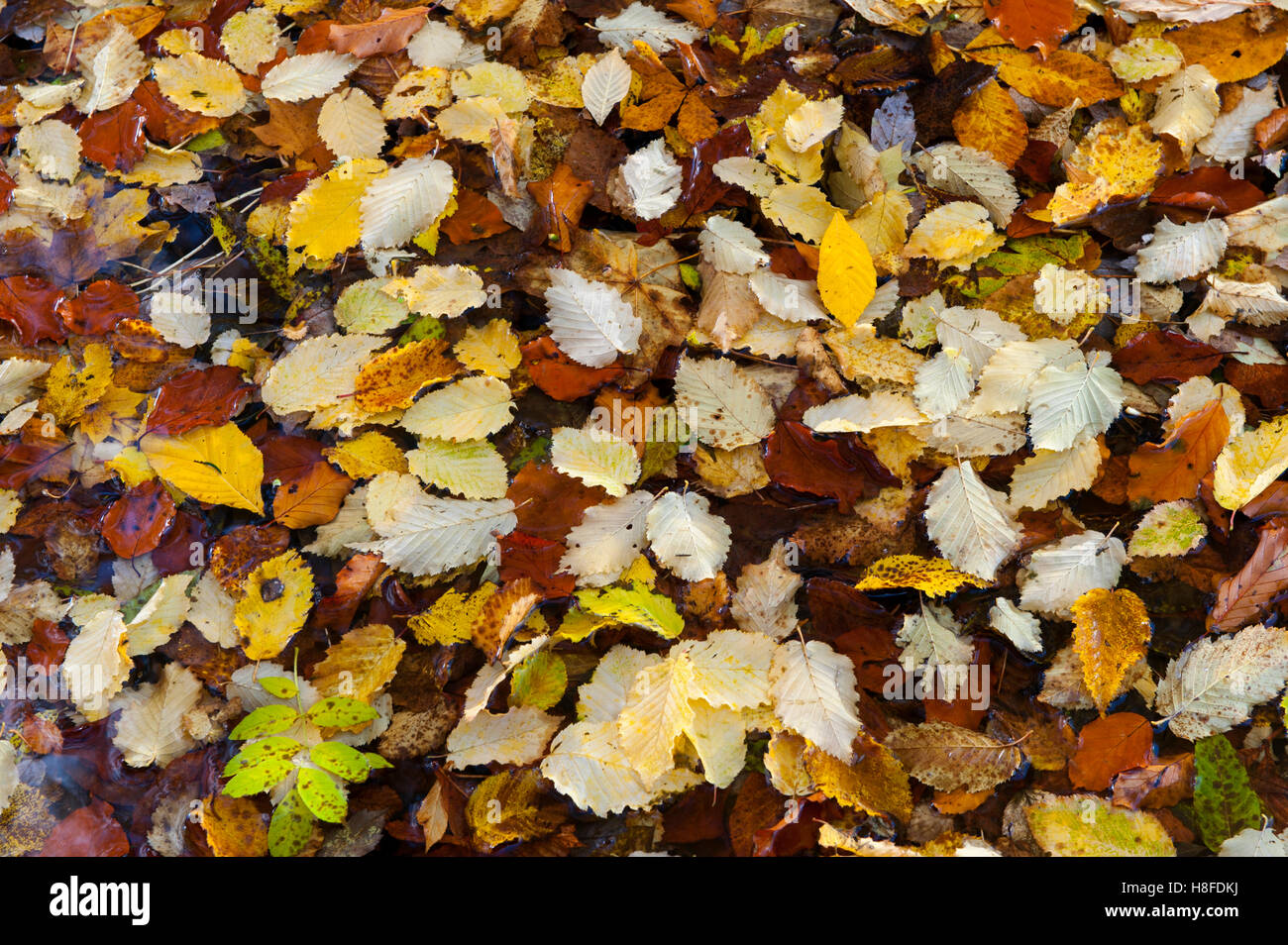 River fall water autumn leaves hi-res stock photography and images - Alamy