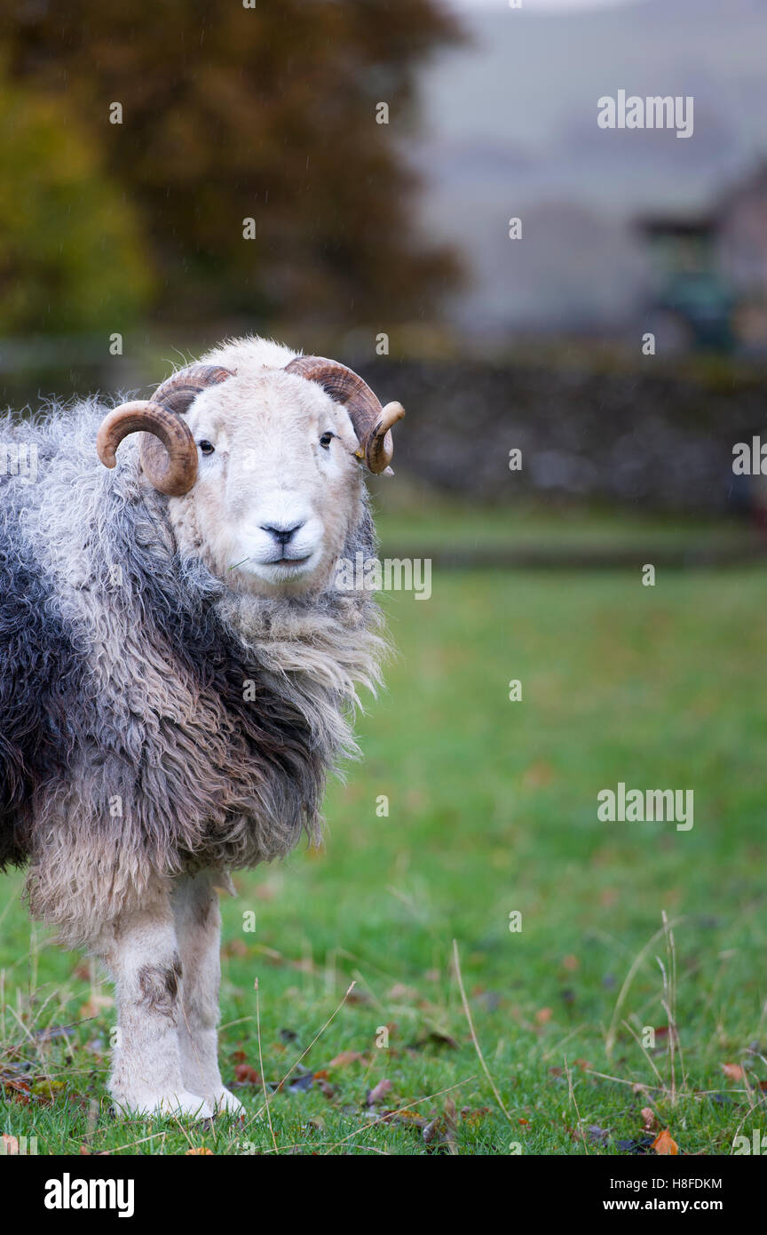 Herdwick ram sheep hi-res stock photography and images - Alamy
