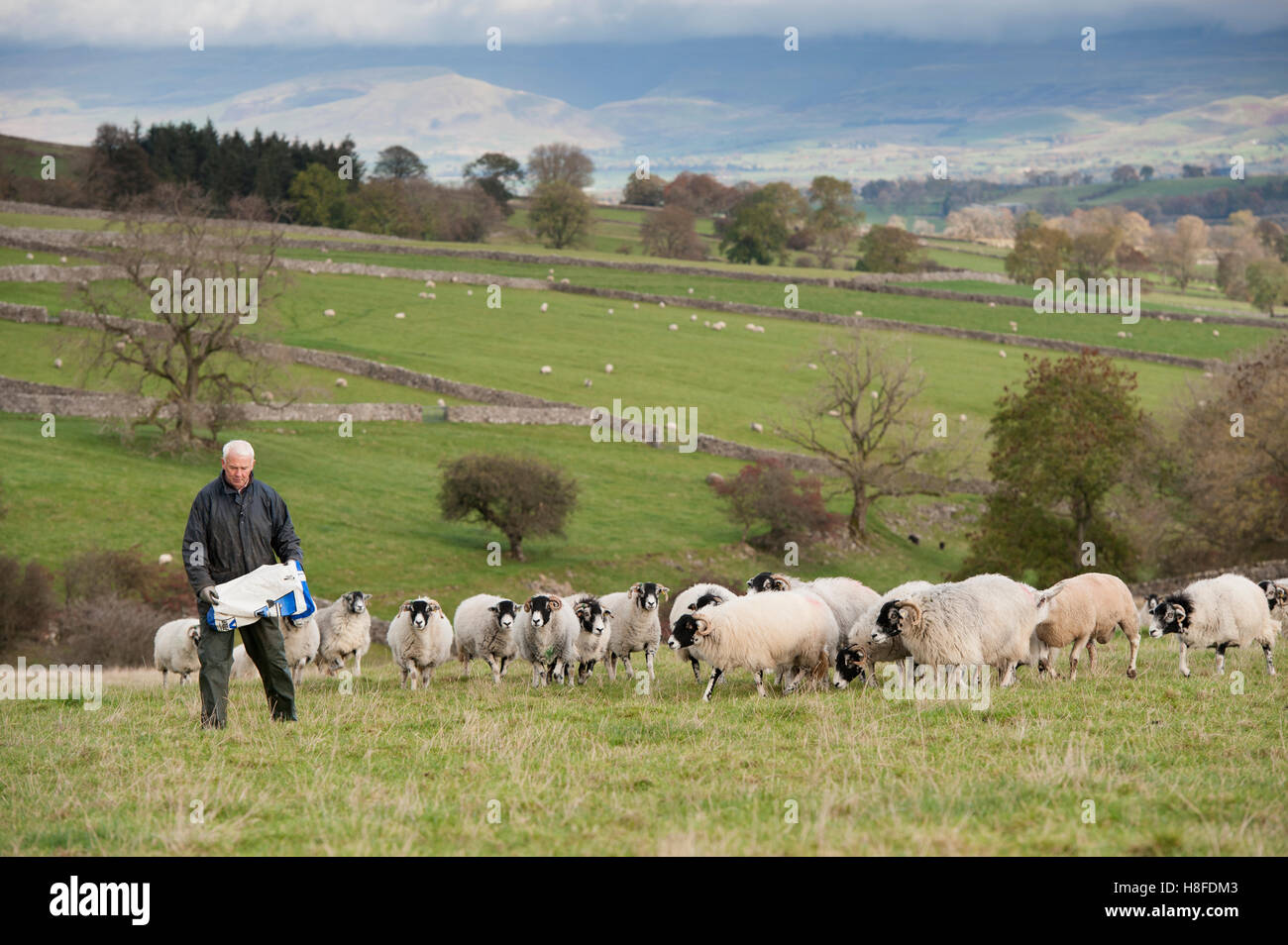 Shepherd with his flock of sheep on upland pasture above the Eden ...