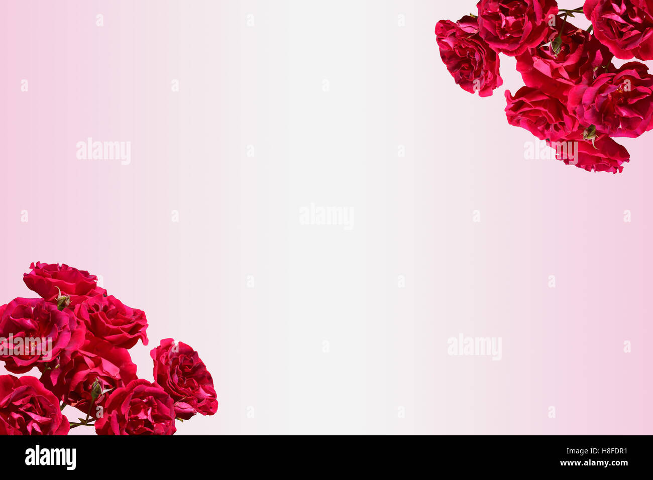 Isolated Red Roses Frame for background or wallpaper Stock Photo - Alamy