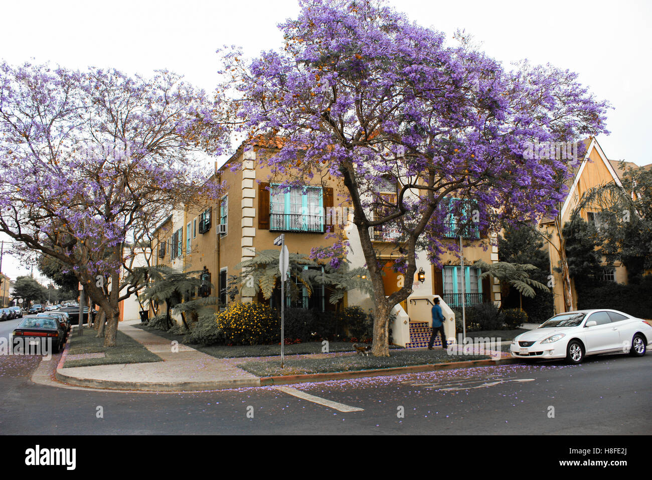 Jacaranda intersection hi-res stock photography and images - Alamy