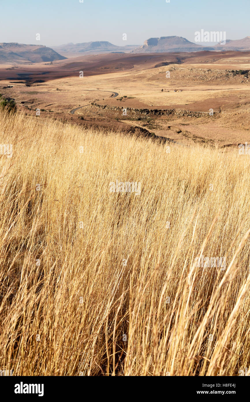 blur in south africa plant land bush and tree near the mountain Stock ...
