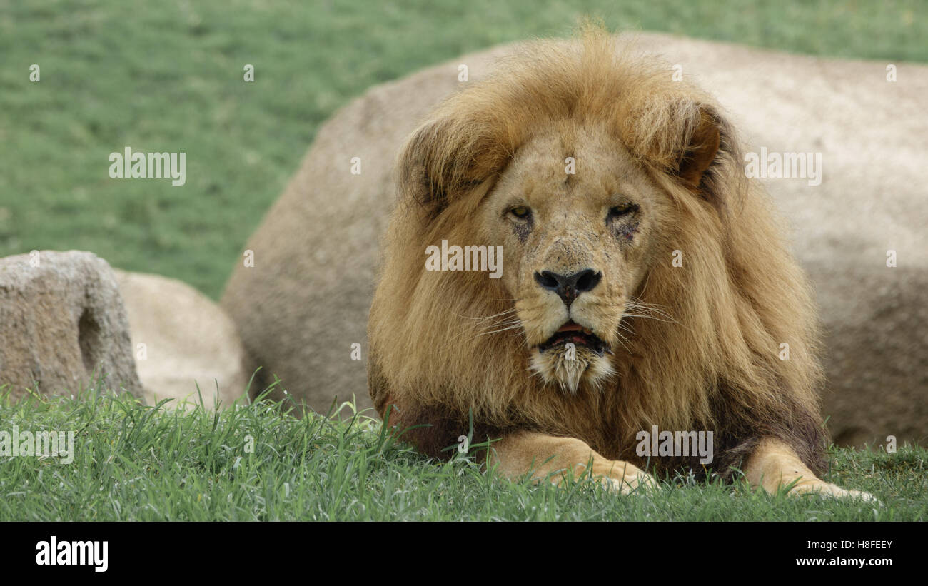 Closeup of old male lion over grass Stock Photo - Alamy