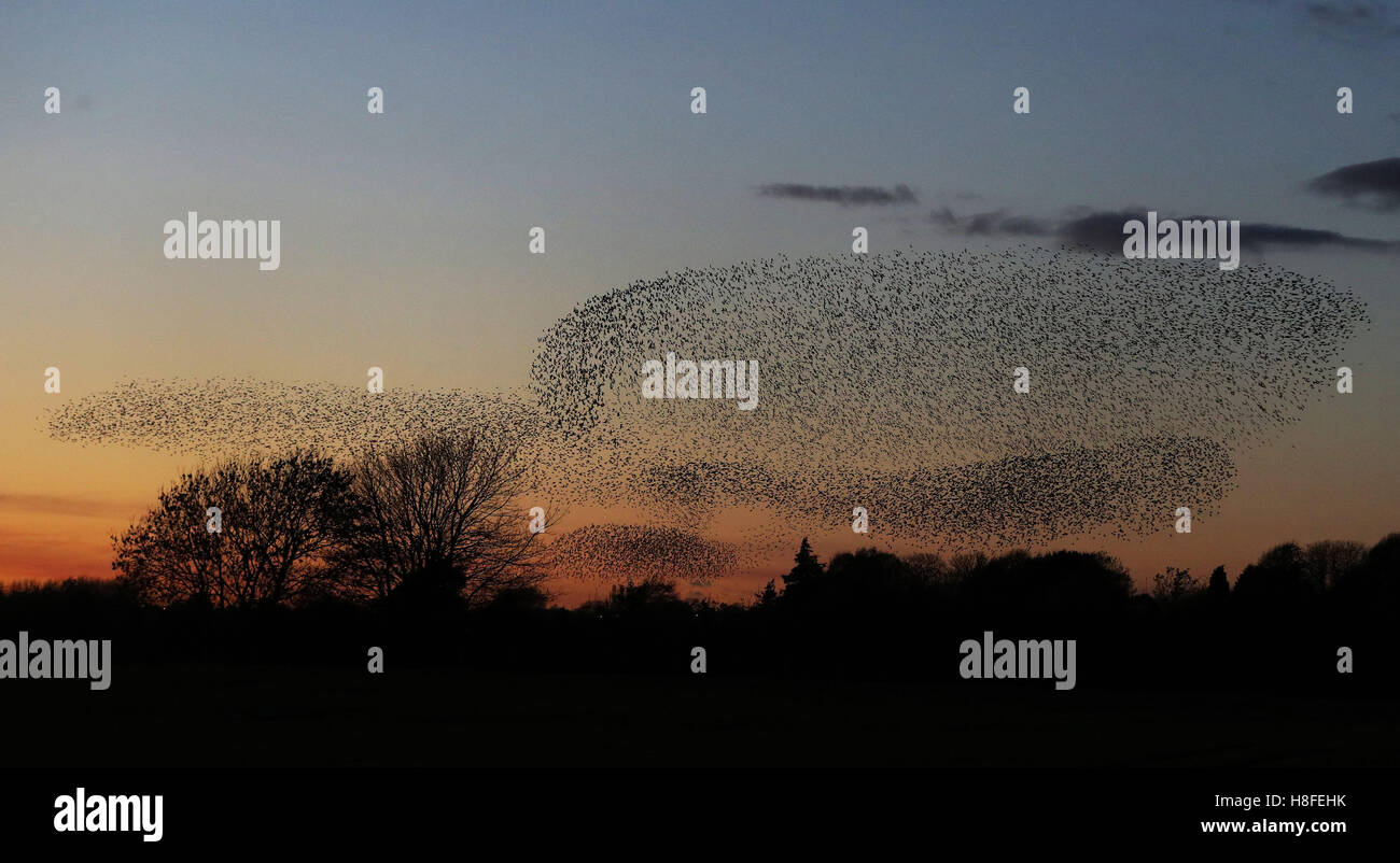 Starlings fill the sky over Gretna on the Scottish Borders, flying and ...