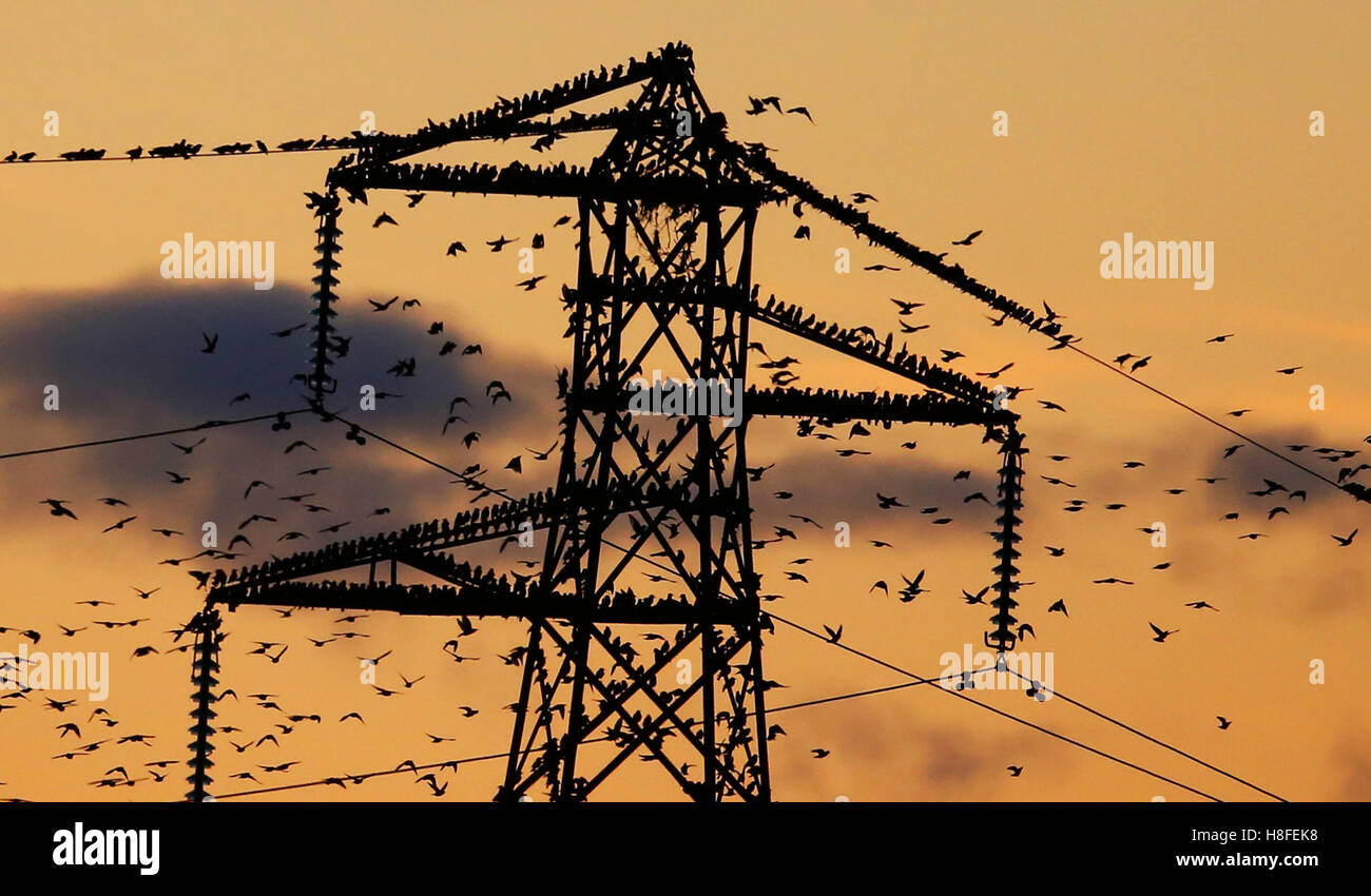 Starlings fill the sky over Gretna on the Scottish Borders, flying and ...
