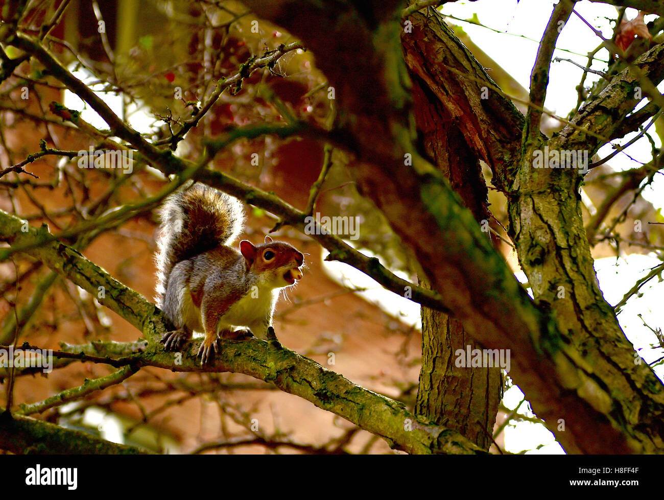 Hibernating squirrel hi-res stock photography and images - Alamy