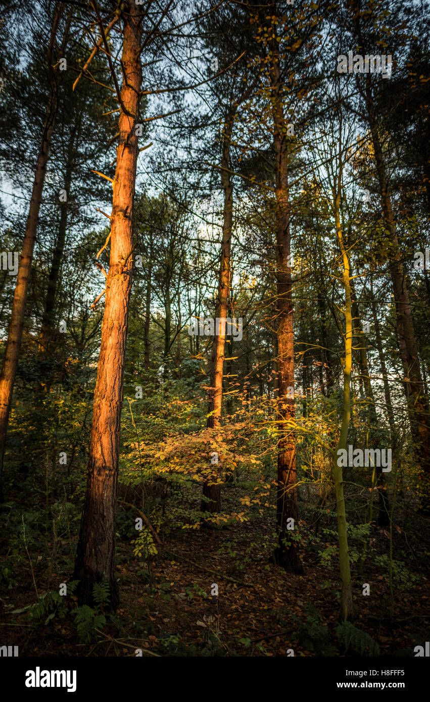 Otley chevin trees hi-res stock photography and images - Alamy