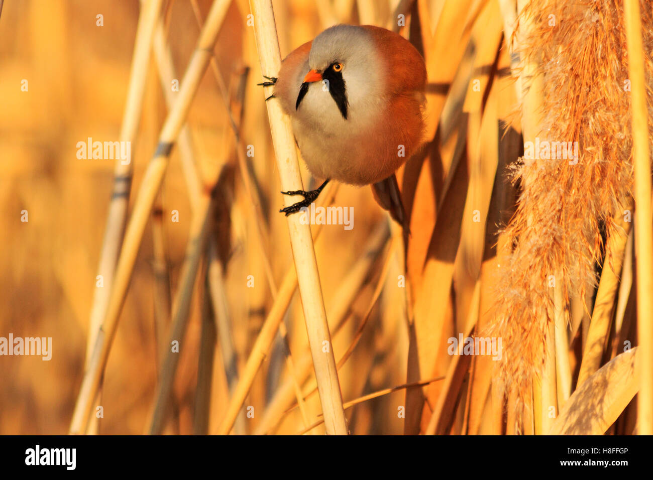 Panurus biarmicus sitting on a reed Stock Photo - Alamy