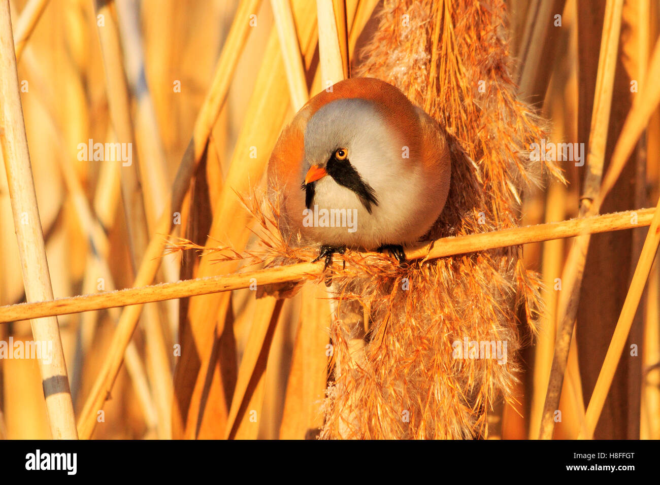 Bearded reedling sitting on a reed and hiding from the cold Stock Photo ...