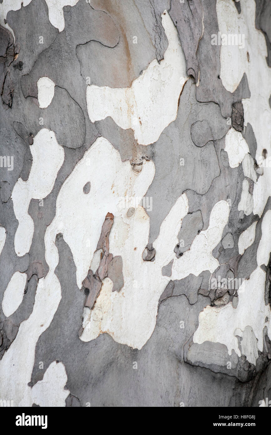 Sycamore trunk hi-res stock photography and images - Alamy