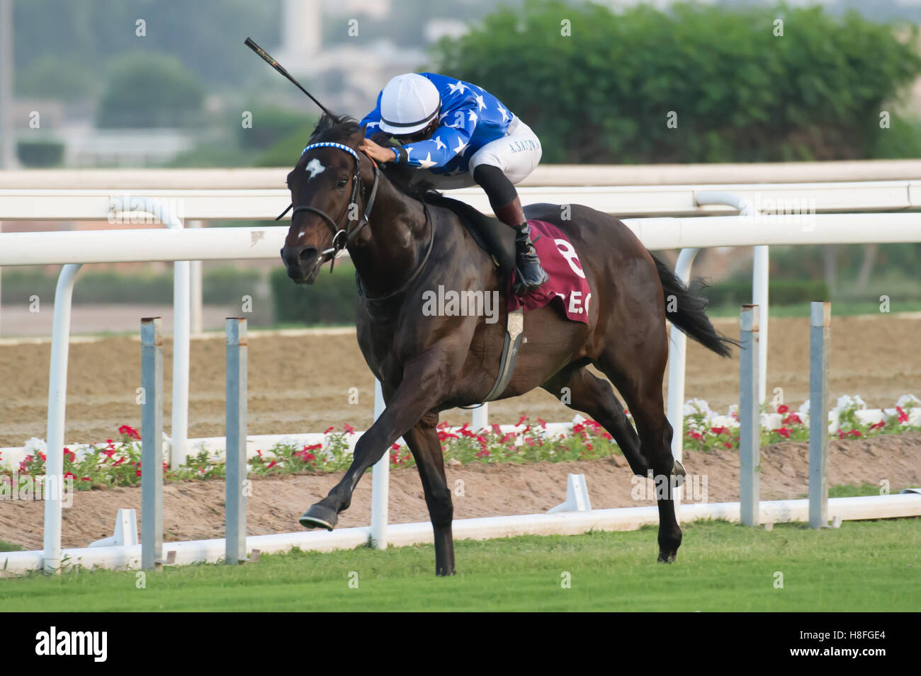 Qatar racing equestrian club doha hi-res stock photography and images ...