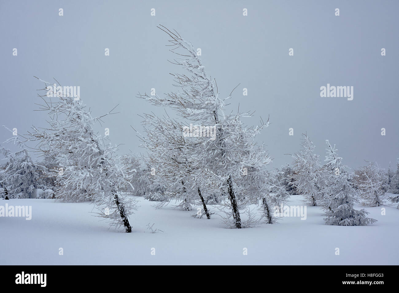Snow-covered trees in the Jizera Mountains, Poland Stock Photo - Alamy