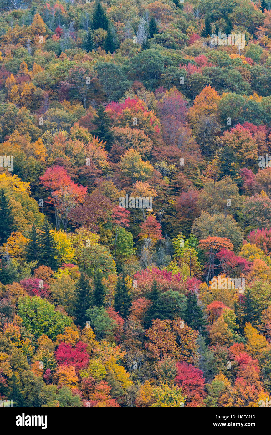 Canopy of color hi-res stock photography and images - Alamy