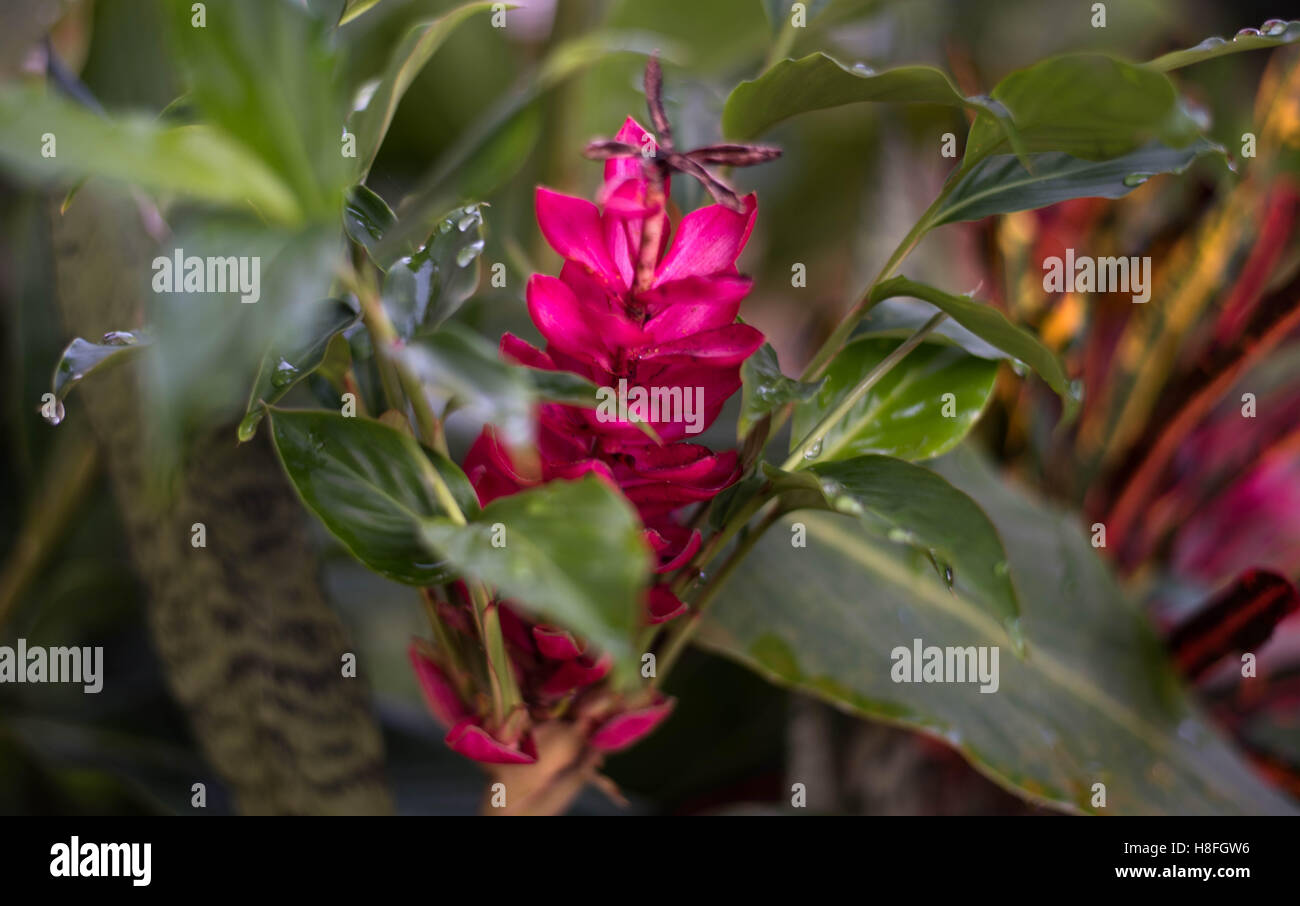Pink flower shot Stock Photo - Alamy