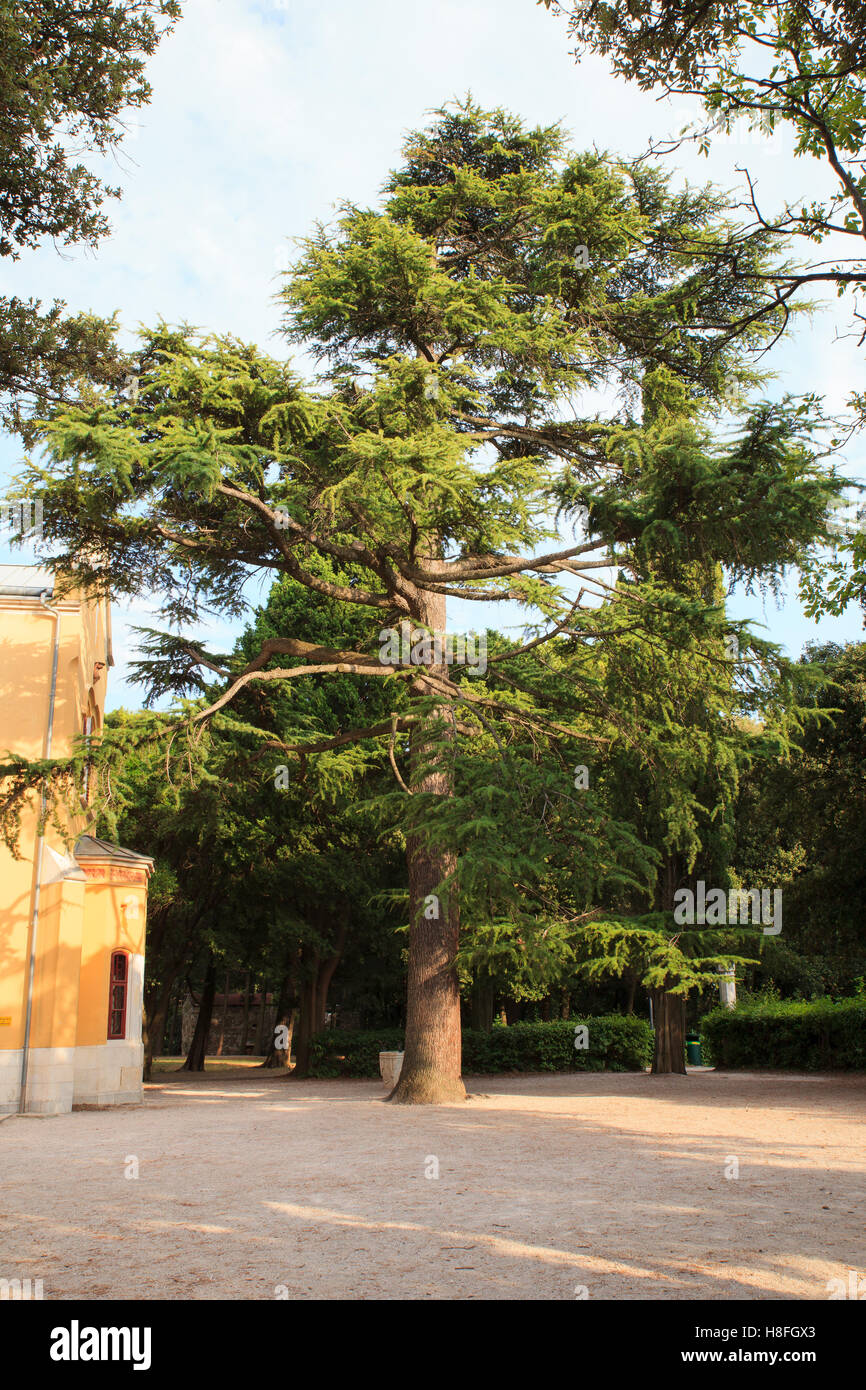 Cedrus atlantica, the Atlas cedar, is a cedar native to the Atlas ...
