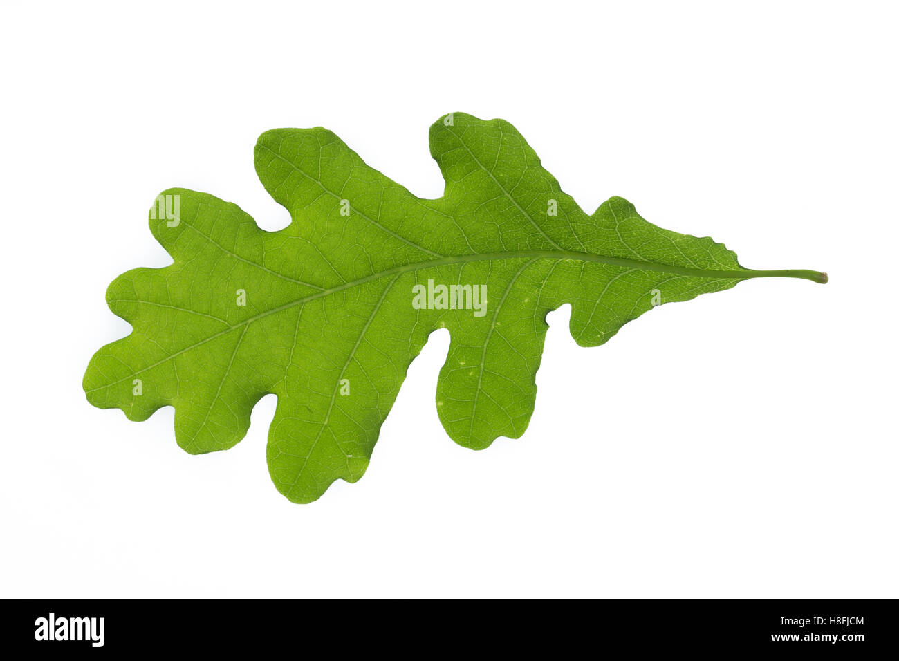 English oak hi-res stock photography and images - Alamy