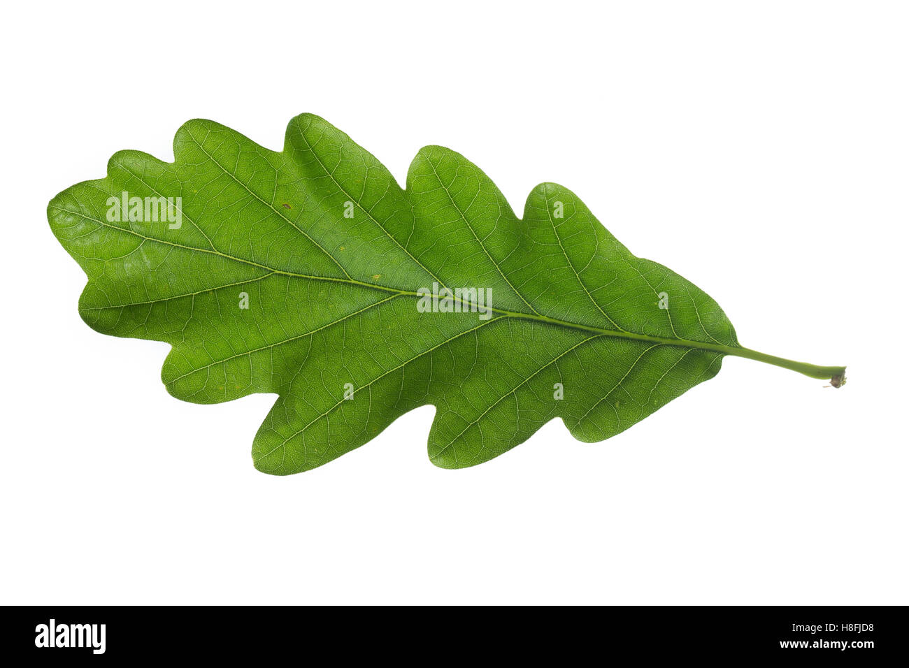 Trauben-Eiche, Traubeneiche, Wintereiche, Eiche, Quercus petraea ...