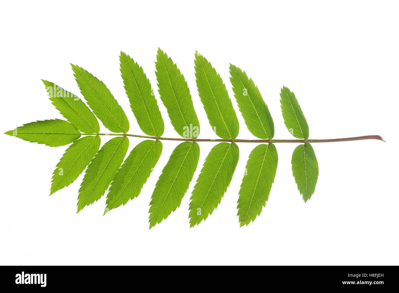 Vogelbeere, Eberesche, Vogel-Beere, Vogelbeerbaum, Sorbus aucuparia ...