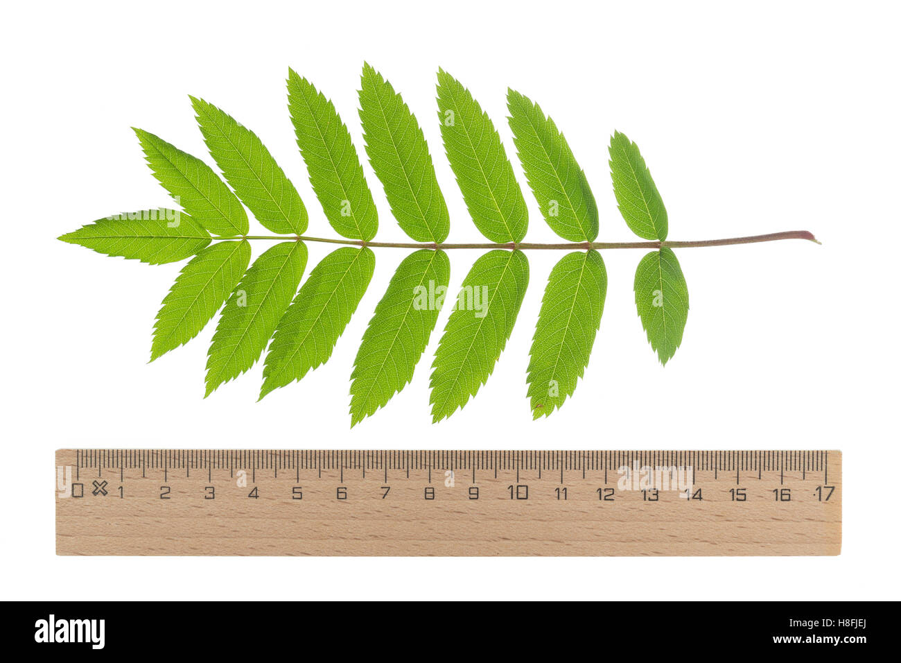 Sorbus aucuparia eberesche vogelbeere Cut Out Stock Images & Pictures ...