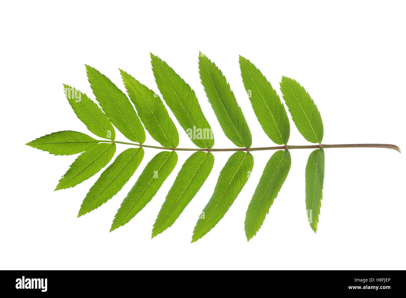 Vogelbeere, Eberesche, Vogel-Beere, Vogelbeerbaum, Sorbus aucuparia ...