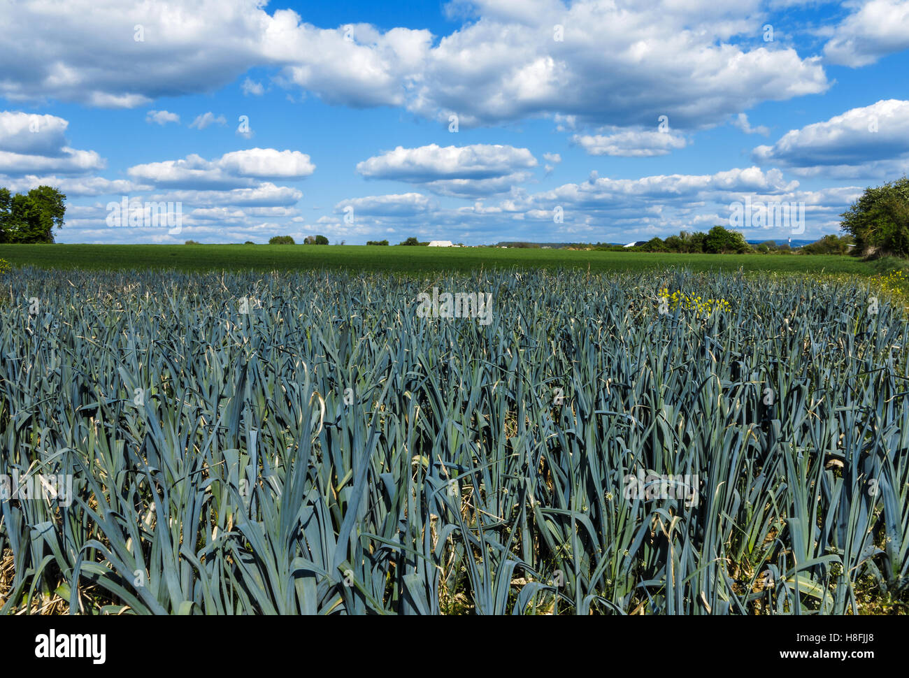 Leek field hi-res stock photography and images - Alamy