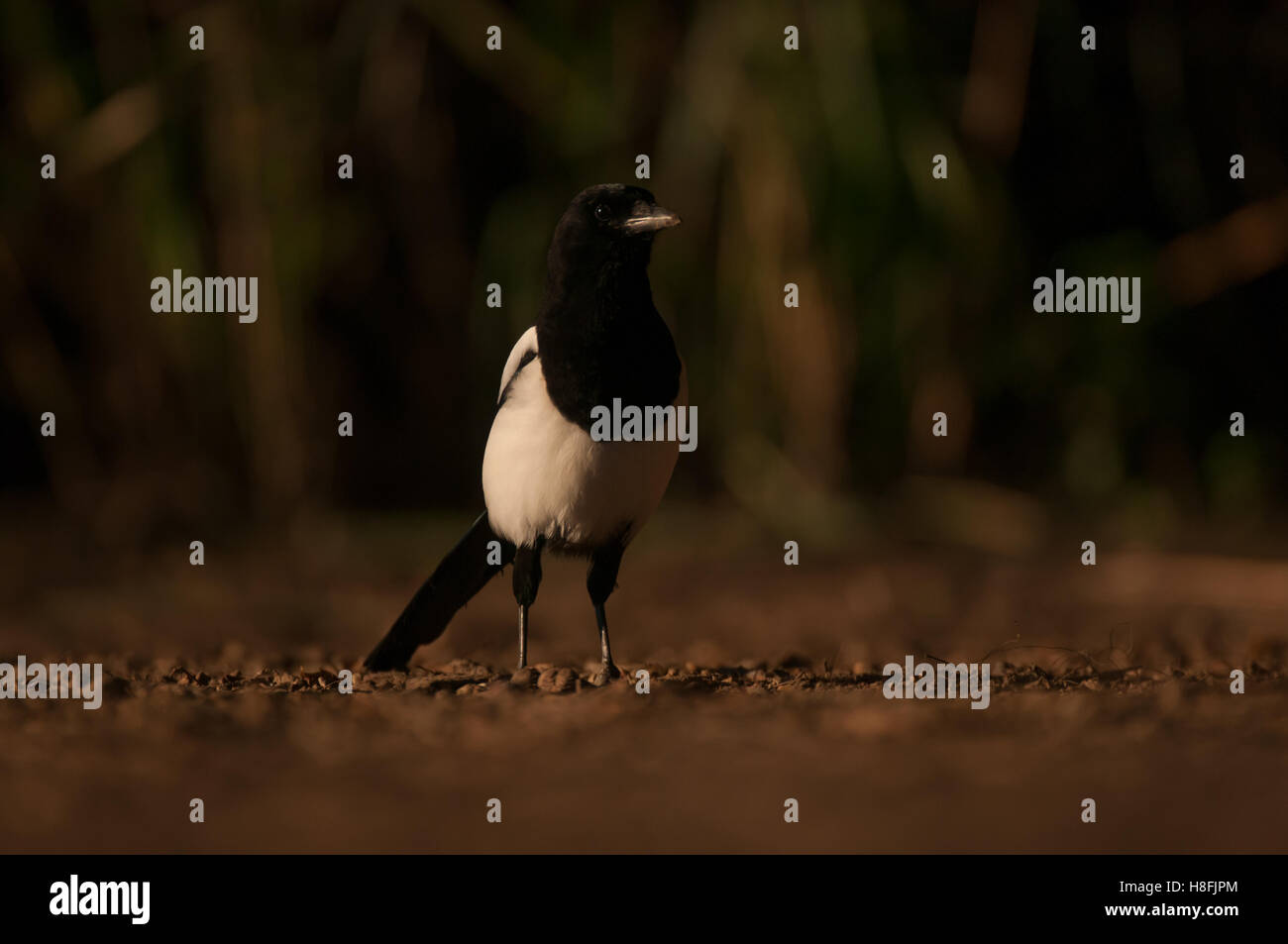 Eurasian Magpie Pica pica portrait during the early morning, Essex ...
