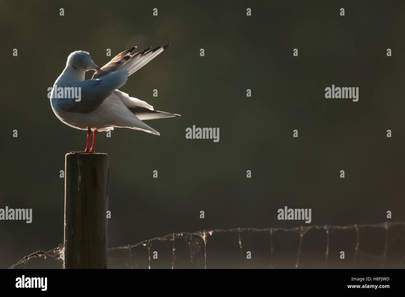 Black headed gulls preening hi-res stock photography and images - Alamy