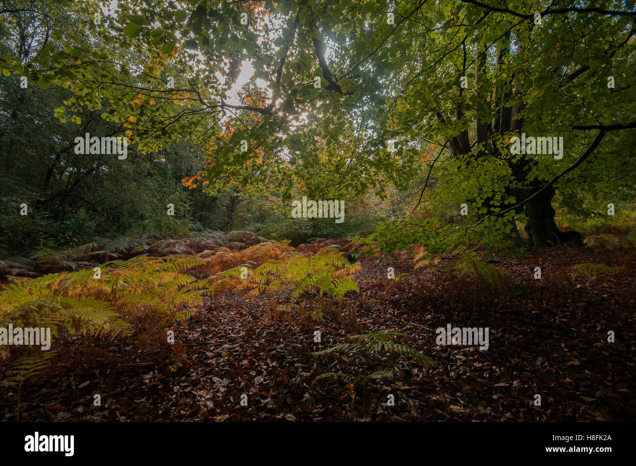 Weak trees hi-res stock photography and images - Alamy