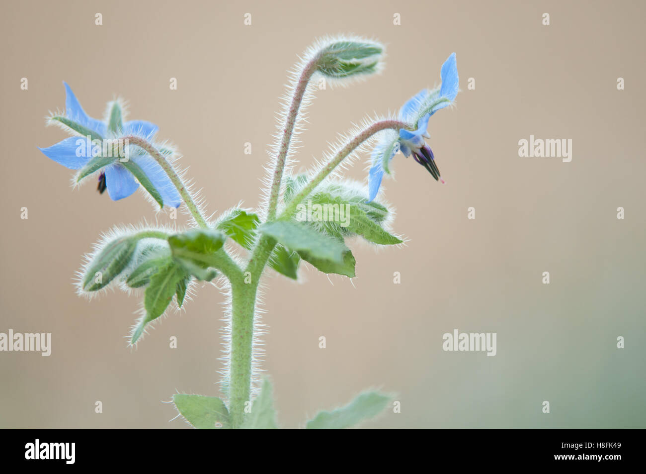 Borage field hi-res stock photography and images - Alamy