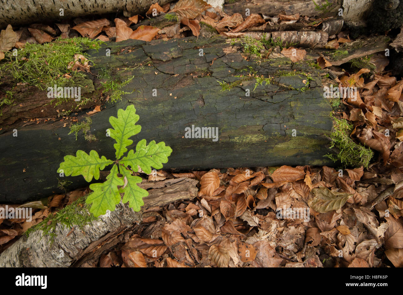 English oak tree hi-res stock photography and images - Alamy