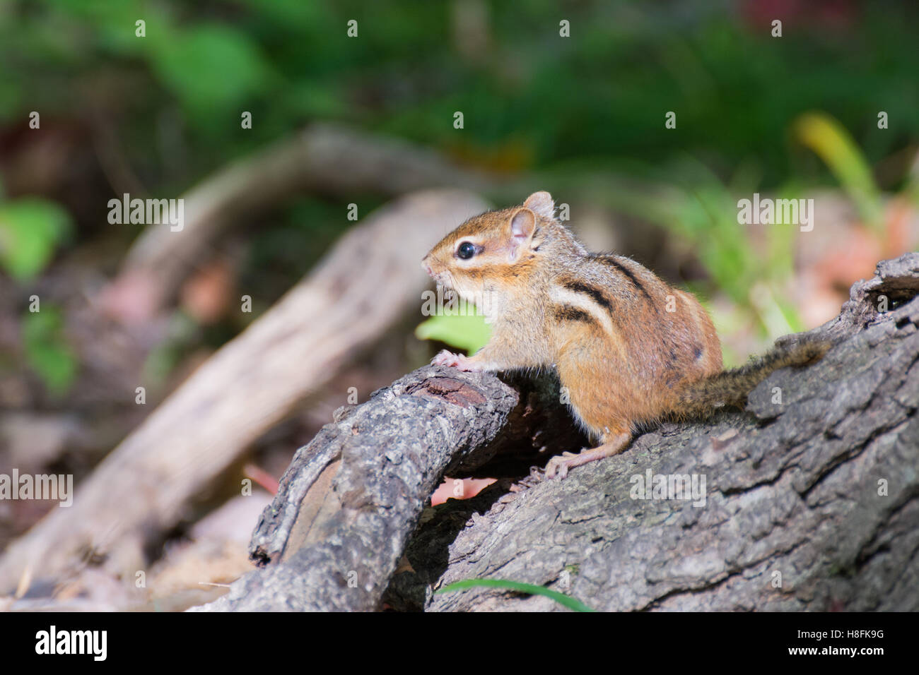 A Chipmunk perched on a tree stump Stock Photo - Alamy