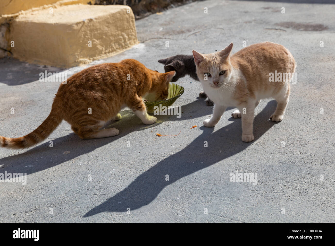 Street hungry cats eat the food from the plate Stock Photo - Alamy