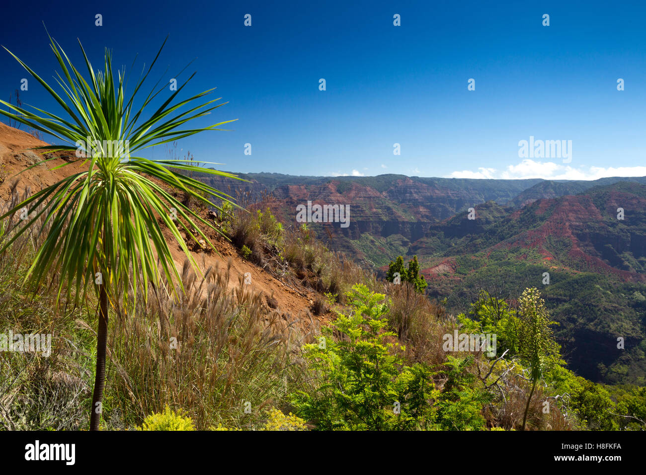 View over the Waimea Canyon on Kauai, Hawaii, USA Stock Photo - Alamy