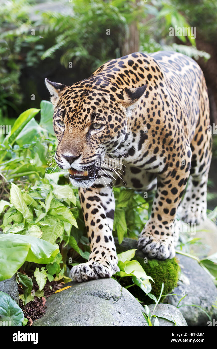 Jaguar hunting in Costa Rica Stock Photo - Alamy