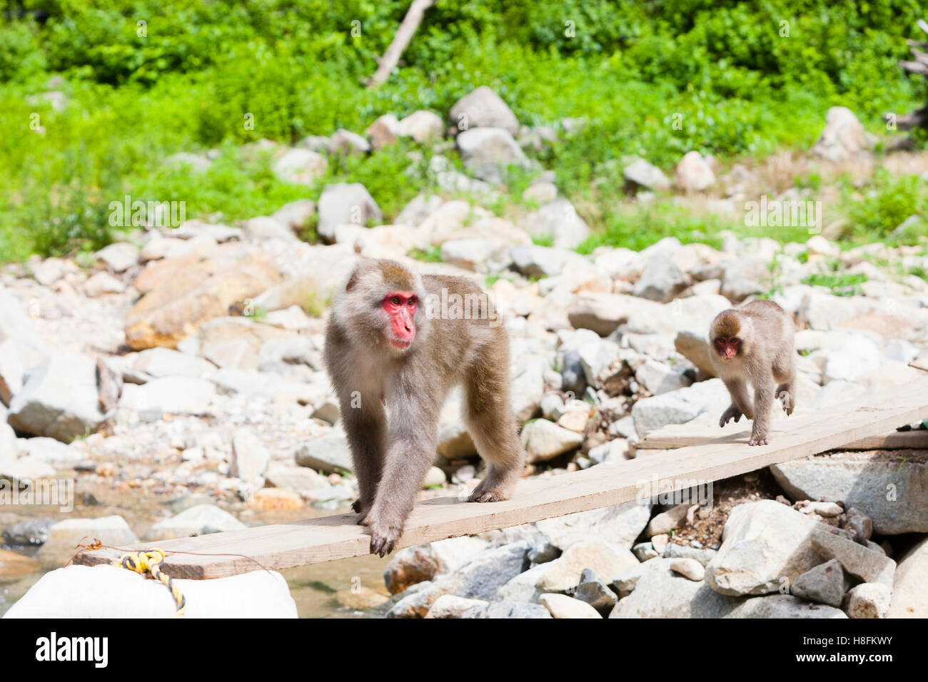 Jigokudani Monkey Park, Yudanaka, Japan. Female macaque followed by ...