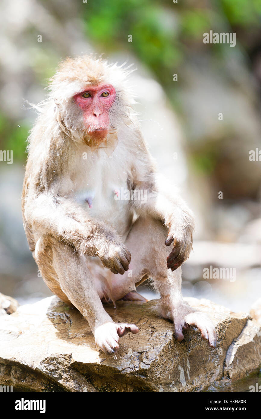 Jigokudani Monkey Park, Yudanaka, Japan. Female macaque captured in the ...