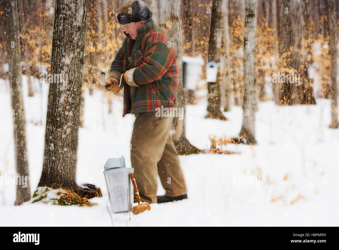 man tapping tree for maple syrup harvesting Stock Photo - Alamy