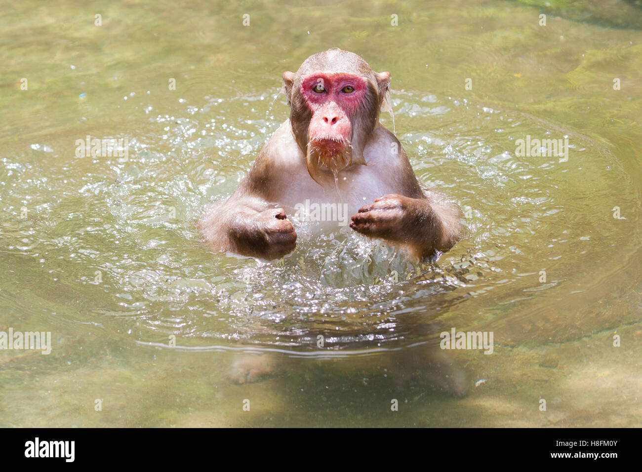 Monkey swimming pool hi-res stock photography and images - Alamy