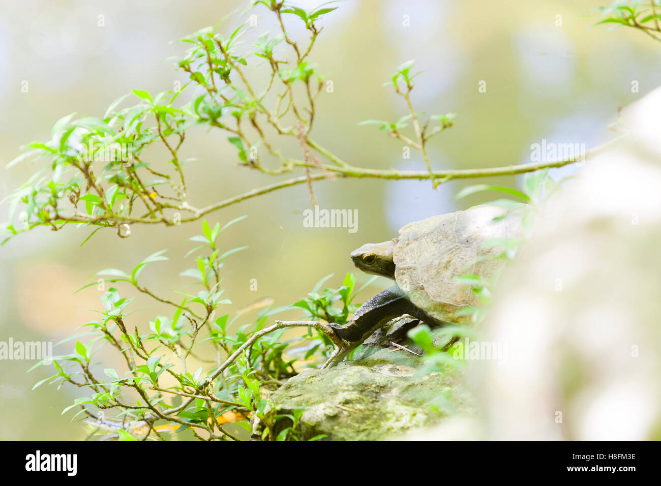 Kyoto, Japan. A terrapin resting on a rock in the Leaping Tiger Garden ...
