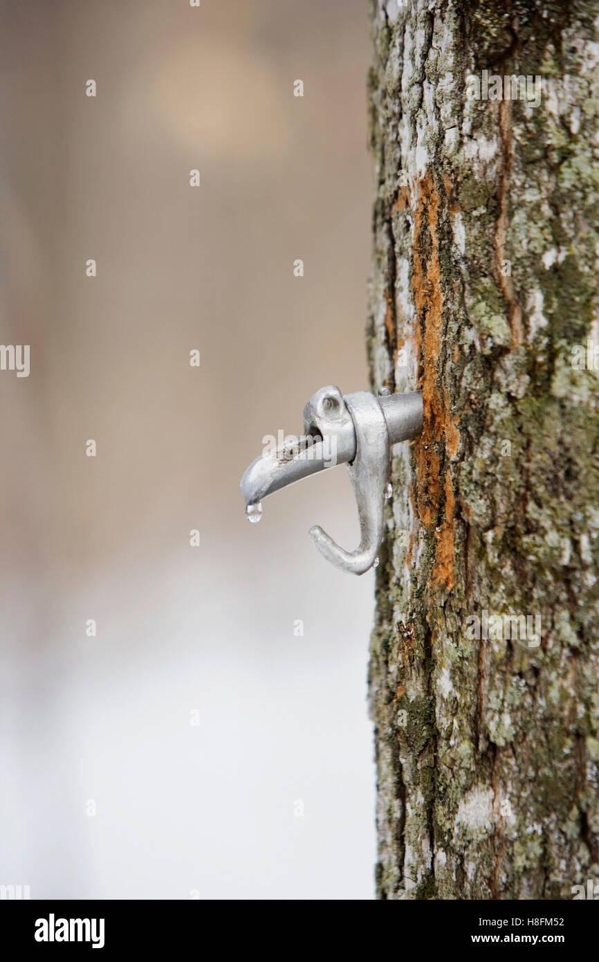 Maple syrup tap hi-res stock photography and images - Alamy
