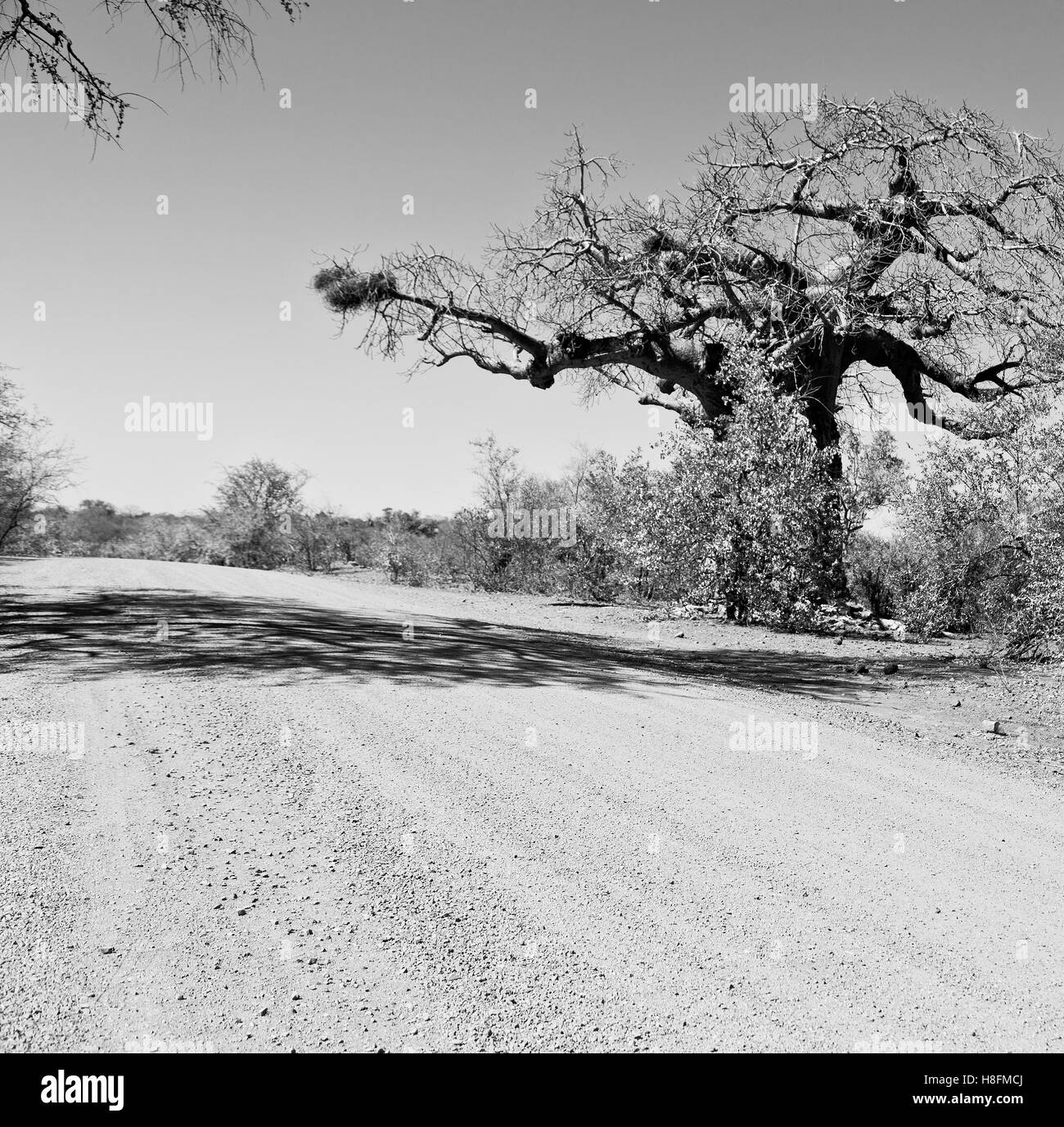 blur in south africa rocky street and baobab near the bush and natural ...