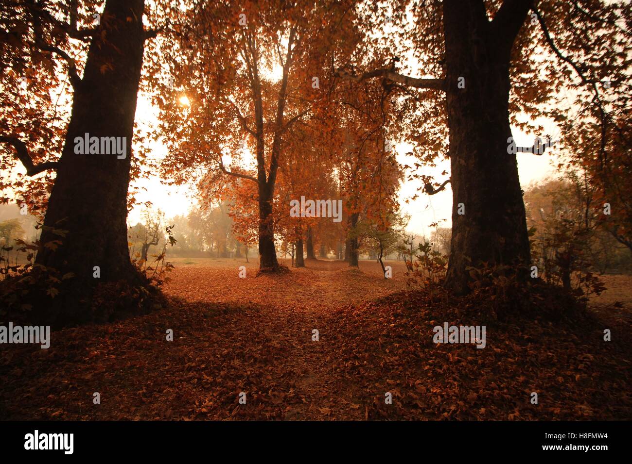 Srinagar, India. 11th Nov, 2016. A view of Chinar trees during Autumn ...