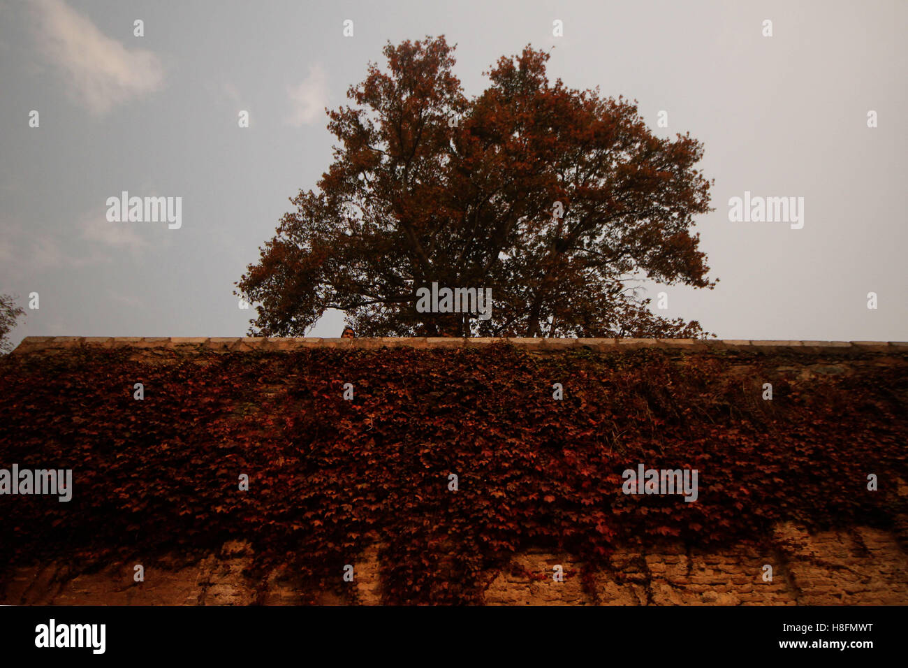 Srinagar, India. 11th Nov, 2016. A view of Chinar tree in Nishat Bagh ...